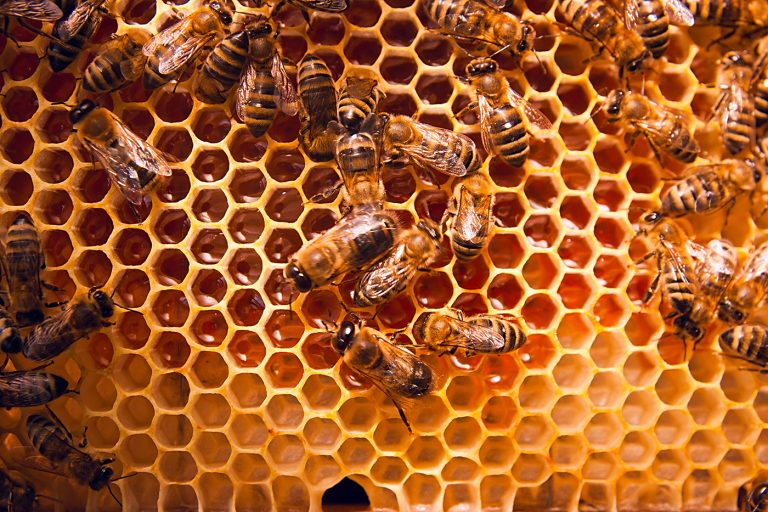Nuova luce sui feromoni, il segreto delle api - Unifimagazine - La ...