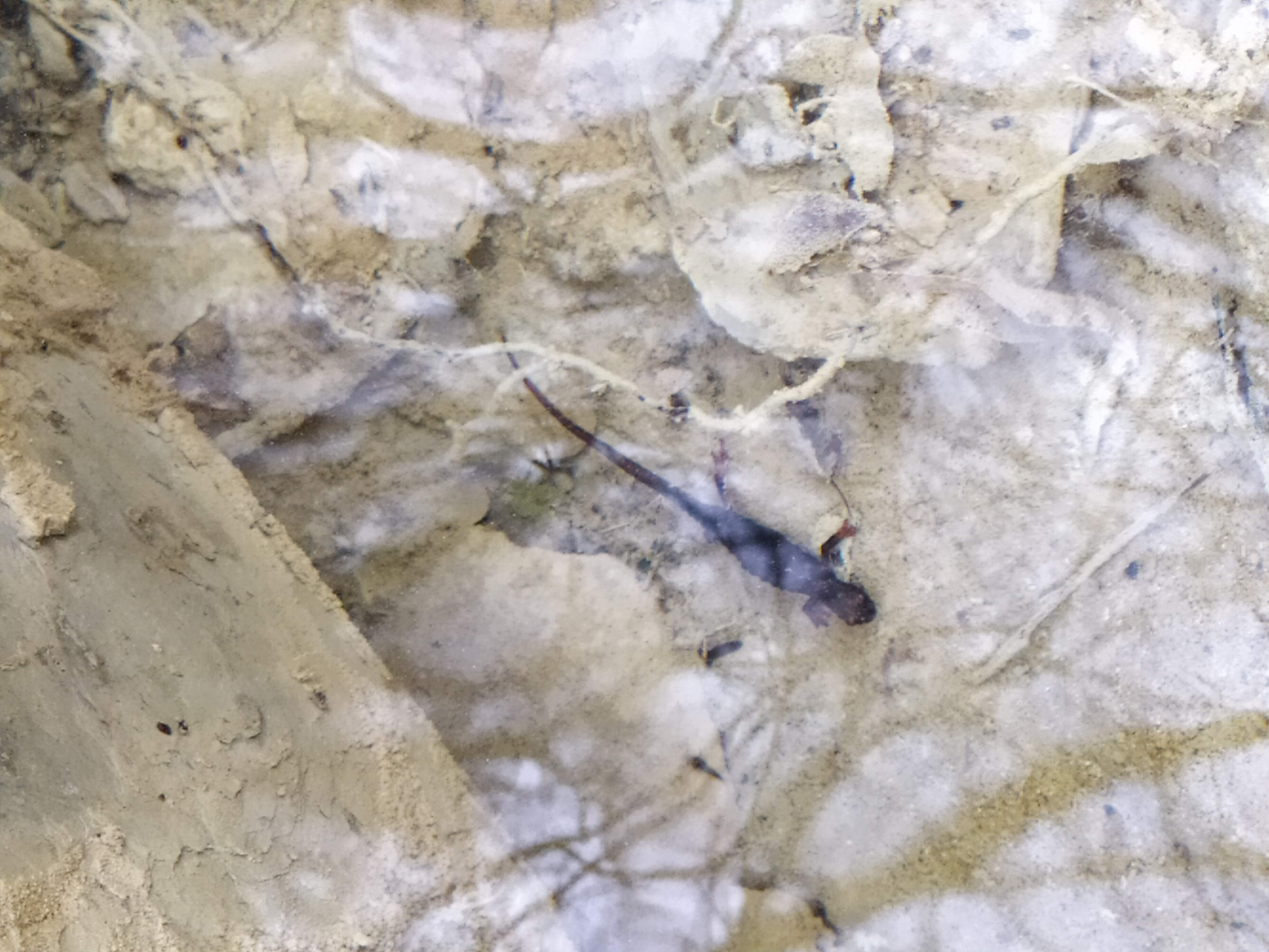 Una ricerca attenta agli animali grazie al DNA ambientale ...